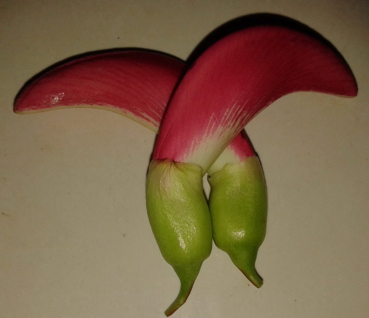 Imut dan Segar di Pinggir Jalan – YSalma