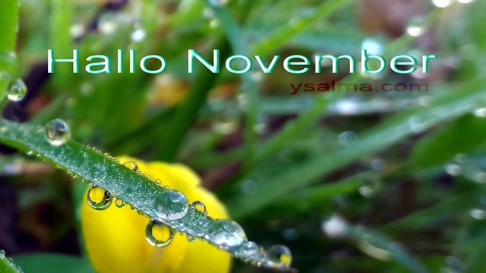 Hallo November, Apa Kejadian Penting di Bulanmu? – YSalma