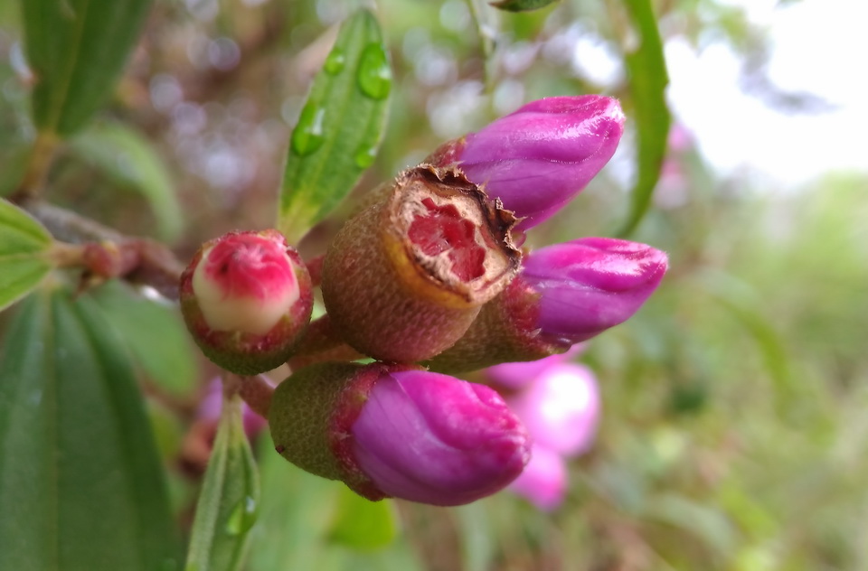 Senduduk/Keduduk, Tanaman Liar Dengan Bunga Ungu Kemerahan Menawan Yang ...