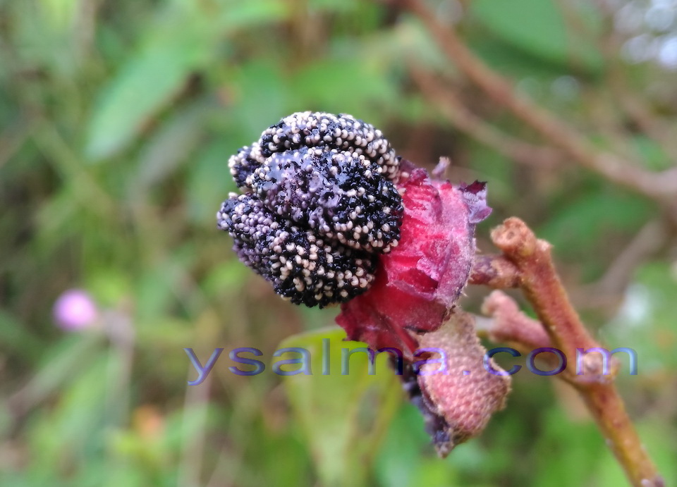 Senduduk/Keduduk, Tanaman Liar Dengan Bunga Ungu Kemerahan Menawan Yang ...