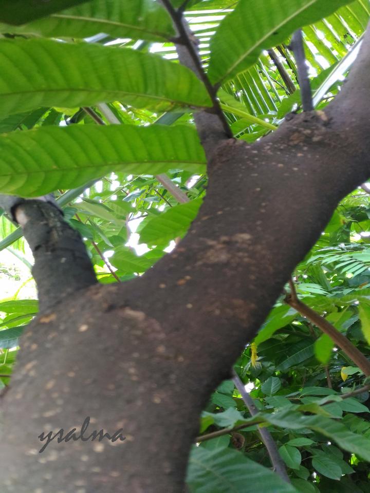 Legitnya Buah Perdana dari Tanaman Matoa – YSalma