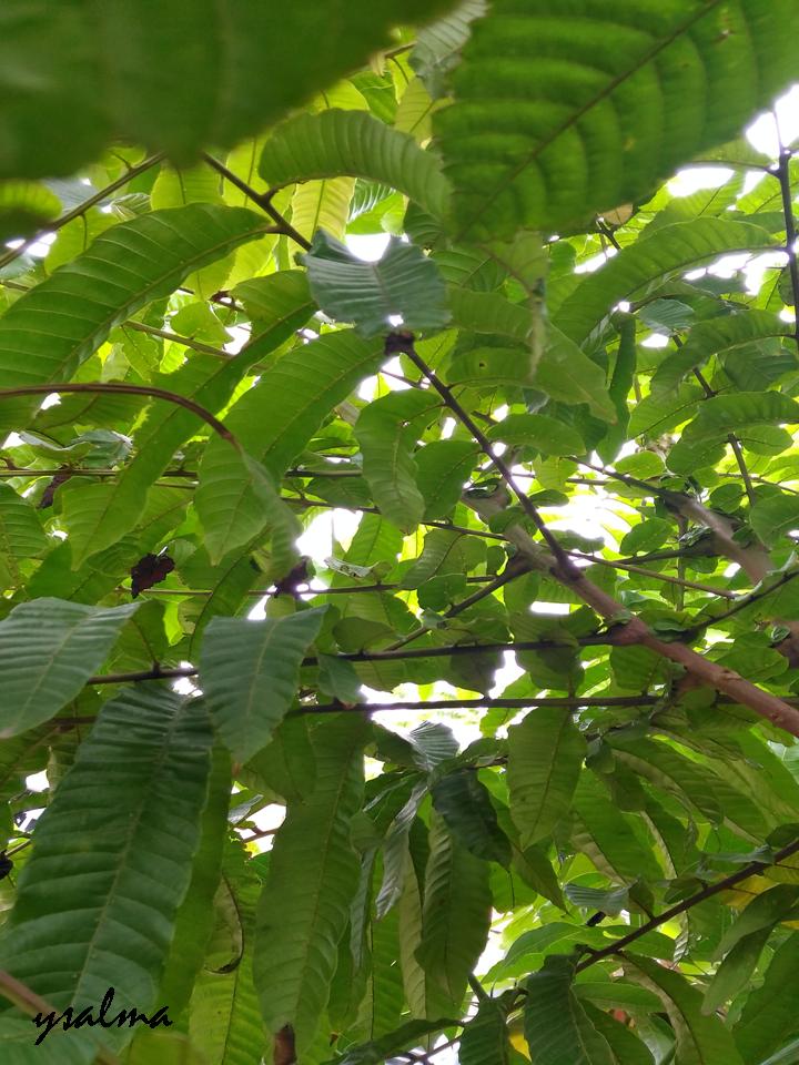 Legitnya Buah Perdana dari Tanaman Matoa – YSalma