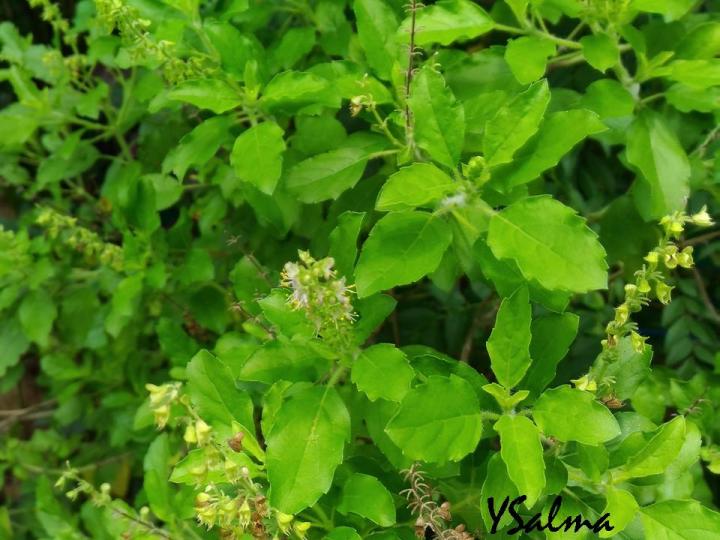 Daun Ruku-ruku, Salah Satu Rahasia Masakan Ikan Khas Padang – YSalma